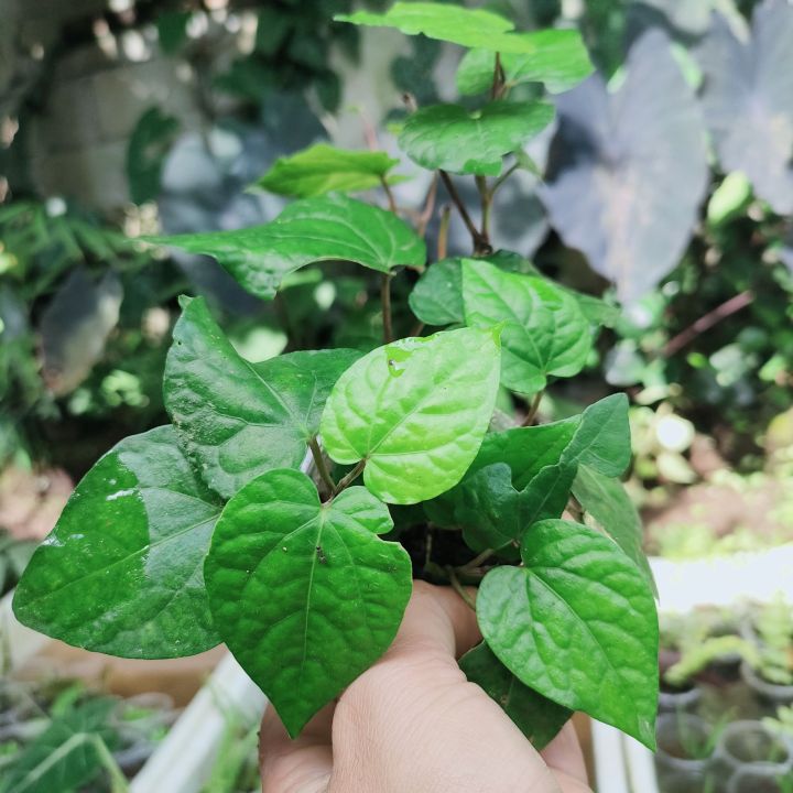 Litlit Live plant (para sa mga nagnganganga) | Lazada PH