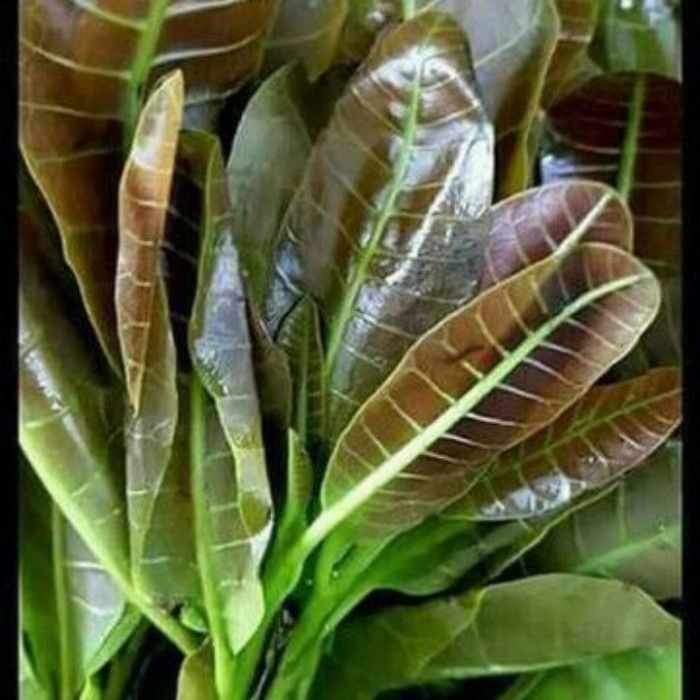 Pucuk daun jambu mede(jambu monyet 200gram | Lazada Indonesia