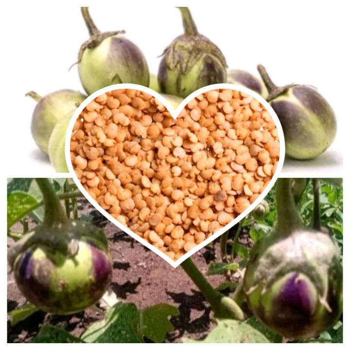 Gwapito Talong Bilog/Round Eggplant Seeds for Planting(600seeds per ...