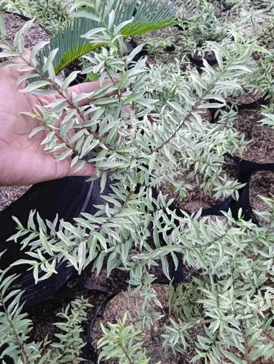 Japanese Suamei (Silver) / Water Jasmine Live Plant 1ft !!For Luzon ...