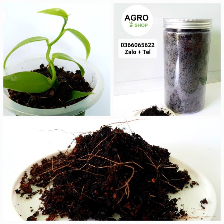 Combo: (1 cây) lan vani + (1 dm3) giá thể trồng | cây lan vanilla giống ...