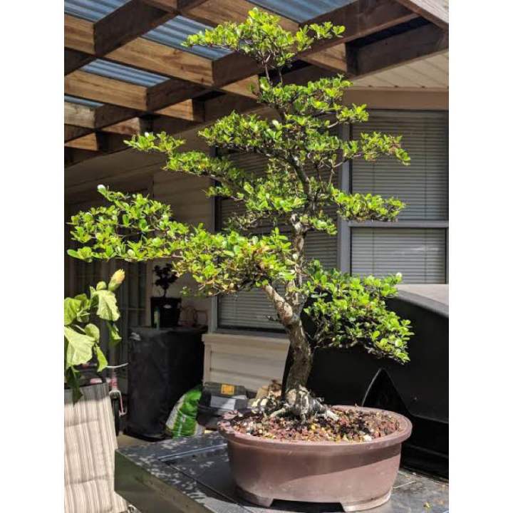 Bucida Bonsai Tree | Lazada PH