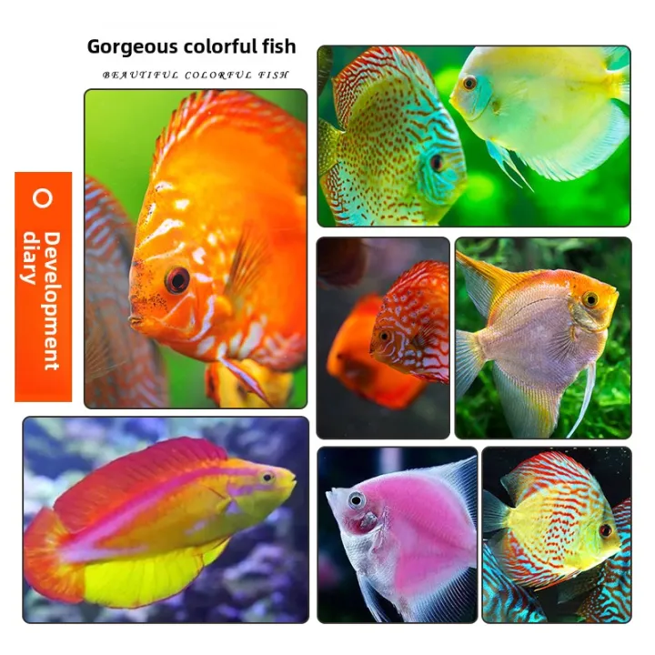 Color Enhancing Slow Sinking Fish Food for Discus Fish | Lazada PH