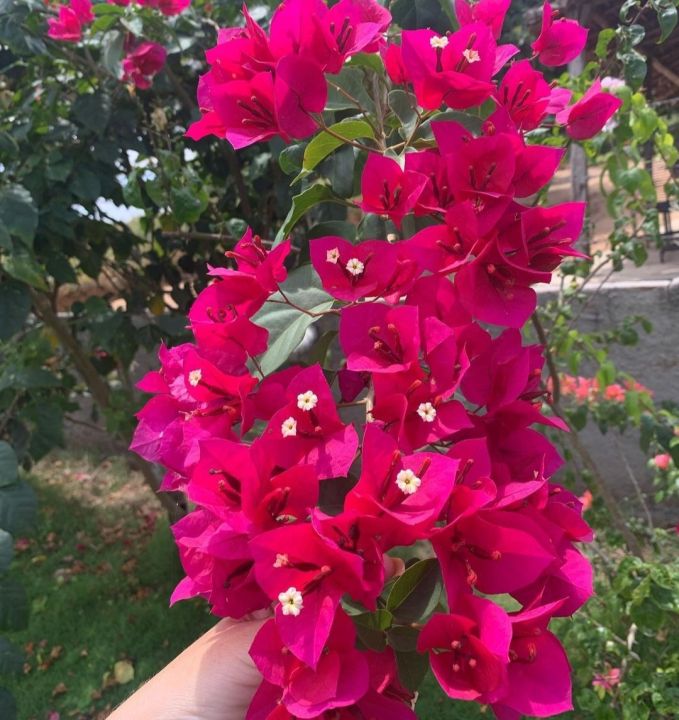 Tanaman Bugenvil merah mega / bugenvil red mega | Lazada Indonesia