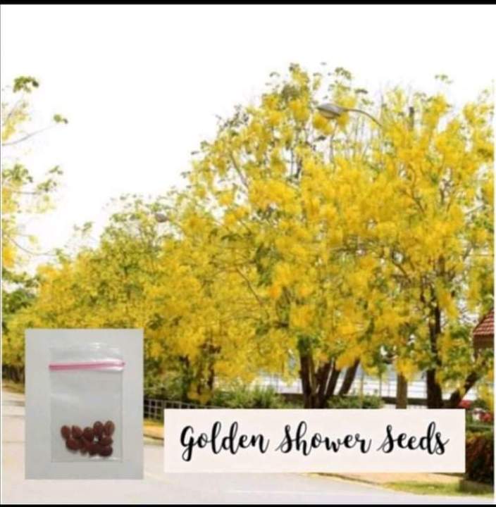 GOLDEN SHOWER TREE SEEDS , 10 PCS PER PACK | Lazada PH
