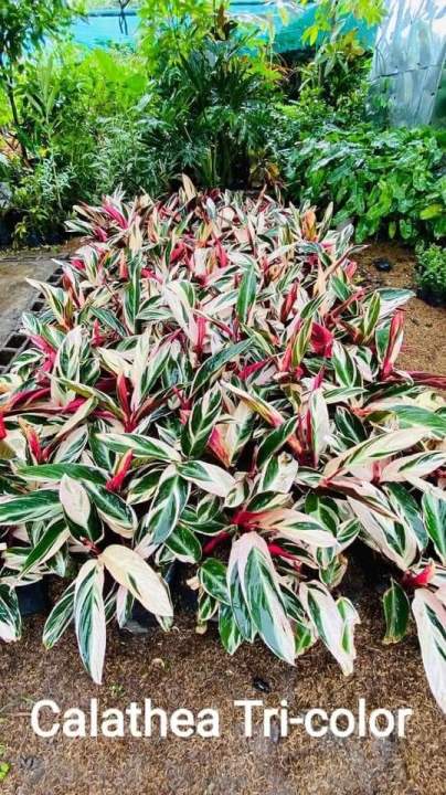 Calathea tricolor live plants lucky plants | Lazada PH