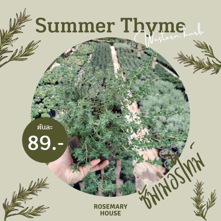 🌱ซัมเมอร์ ไทม์ Summer Thyme สมุนไพรฝรั่ง ใช้ปรุงอาหาร จัดจานเพื่อความสวยงาม หรือ ใช้เป็นยา ส่ง ...