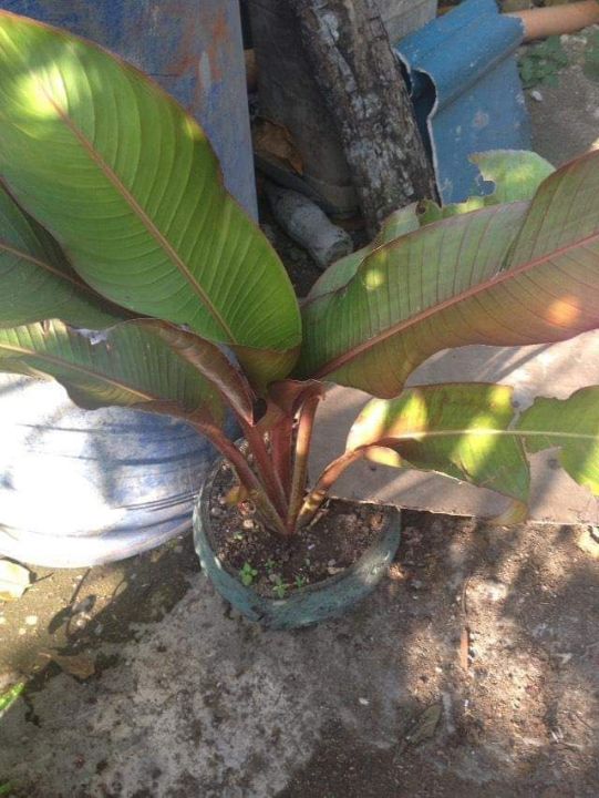 Rare red banana with FREE fertilizer | Lazada PH