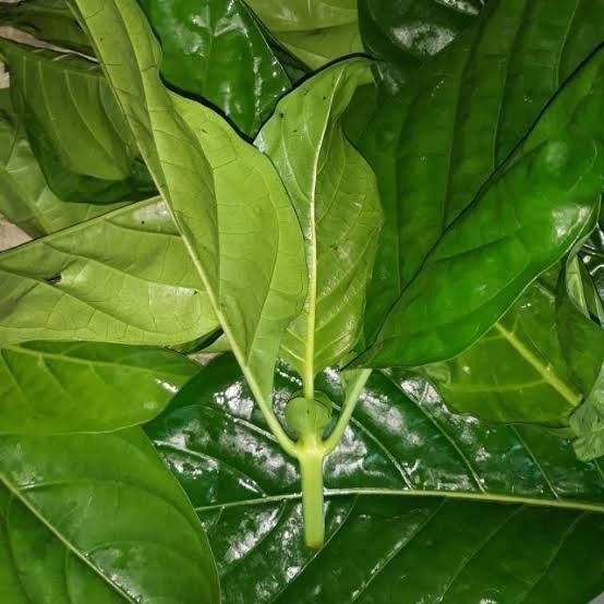 DAUN MENGKUDU FRESH 20 LEMBAR | Lazada Indonesia