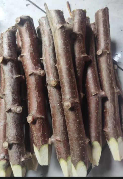 singkong roti/singkong keju | Lazada Indonesia