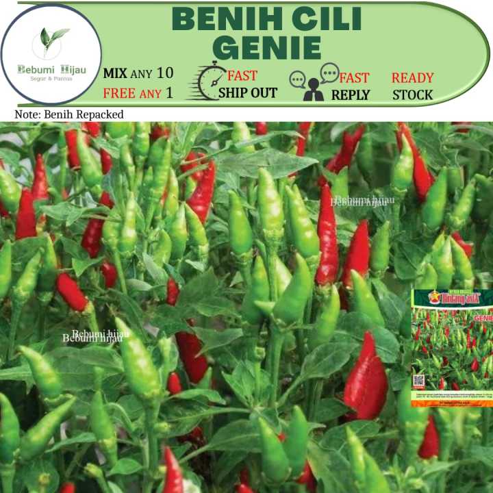 20++ biji benih CILI GENIE LEBAT bermutu small chili pepper | Lazada