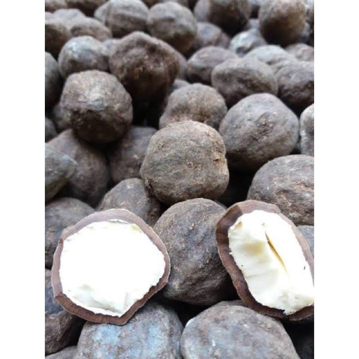 kemiri / muncang sayur betina / muncang bikang per 1 kg | Lazada Indonesia