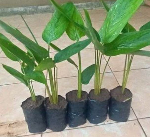 Bibit Umbi Garut Umbi Terigu Per 10 pohon | Lazada Indonesia