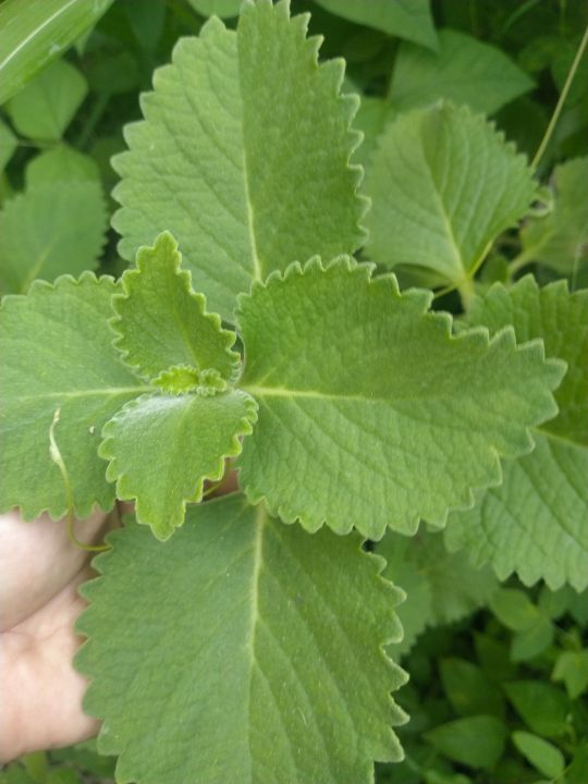 Oregano fresh leaves ( 20 pcs ) | Lazada PH