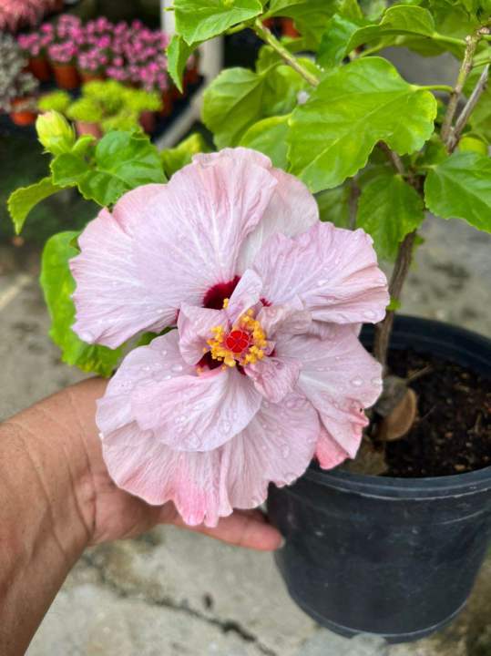 Hawaii Hibiscus 🌺 species live plant 大红花bunga raya hawaii | Lazada