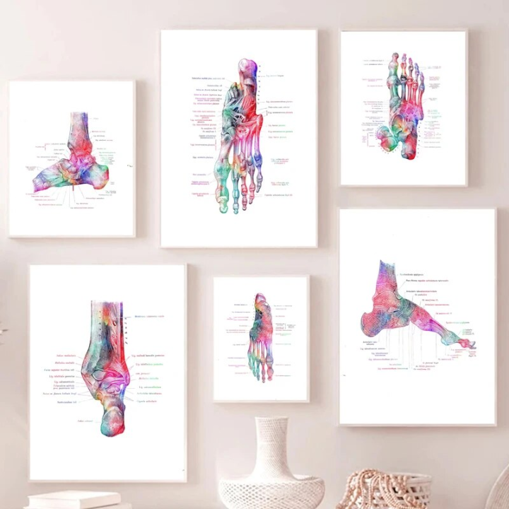 Modern Colorful Human Anatomy Diagram, Medical Skeleton Structure Foot ...