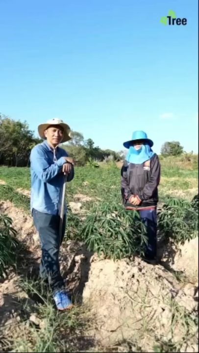 4Tree (ขายดีราคาถูก) 1 ซอง ใช้ได้ 15-20 ไร่ สารเสริมประสิทธิภาพ พืชโตเร็ว ของเเท้100%(1ซอง 600 ...