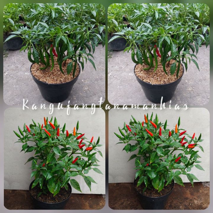 PAKET 2 JENIS TANAMAN SAYUR ( CABE RAWIT CABE KRITING ) DIKIRIM DALAM ...