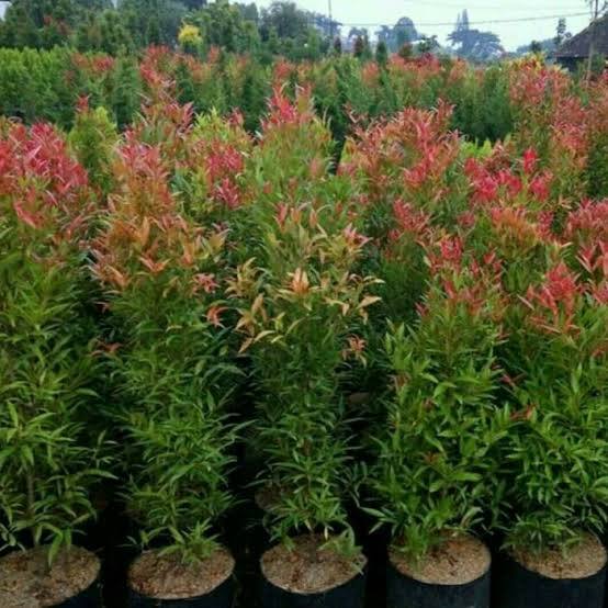 Pohon Pucuk Merah 1 Meter Up Tanaman Hias Pucuk Merah | Lazada Indonesia