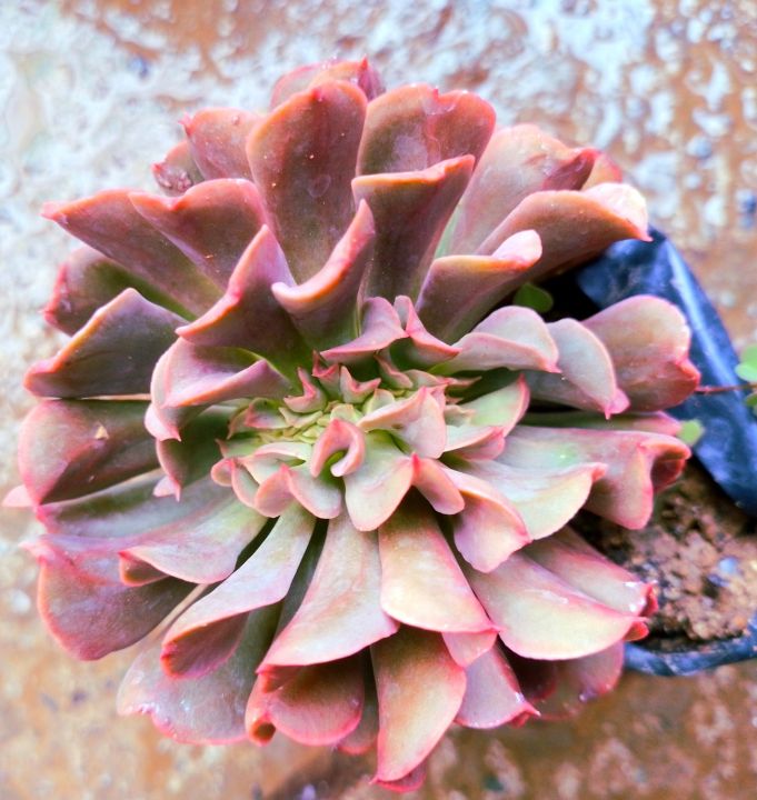 Korean Rare Succulents Uncommon Lazada Ph