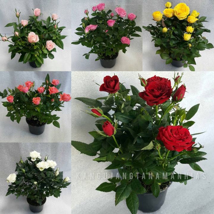 PAKET 5 WARNA TANAMAN HIDUP BUNGA MAWAR | MURAH & GRATIS ONGKIR . READY ...