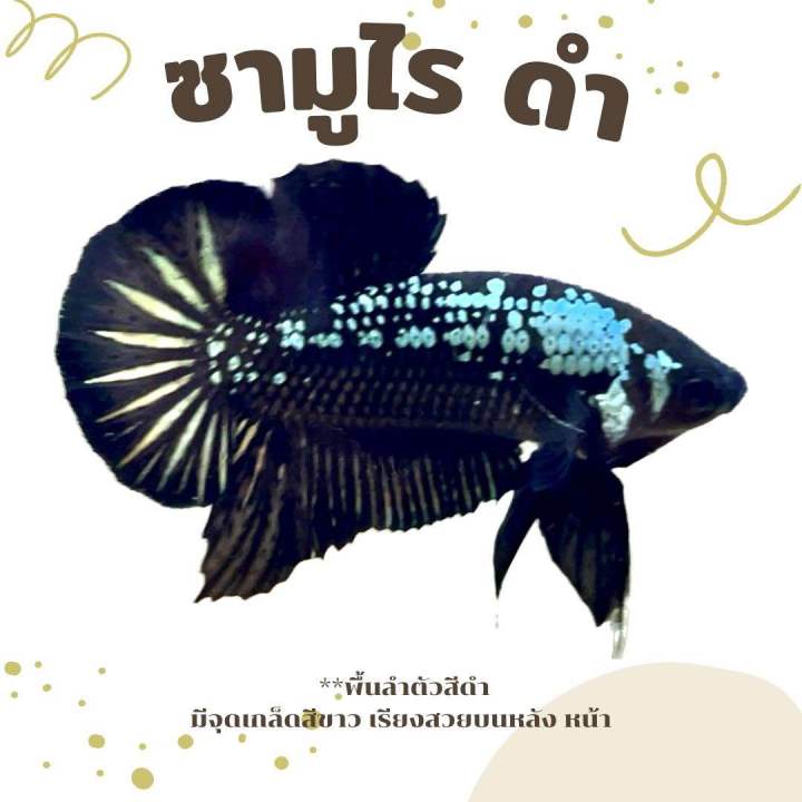 แบล็คซามูไร แบล็คดราก้อน 🥷🦨🌑 เกล็ดขาวตัวดำ เป็นสง่าบนตัว เคลือบหน้า ...