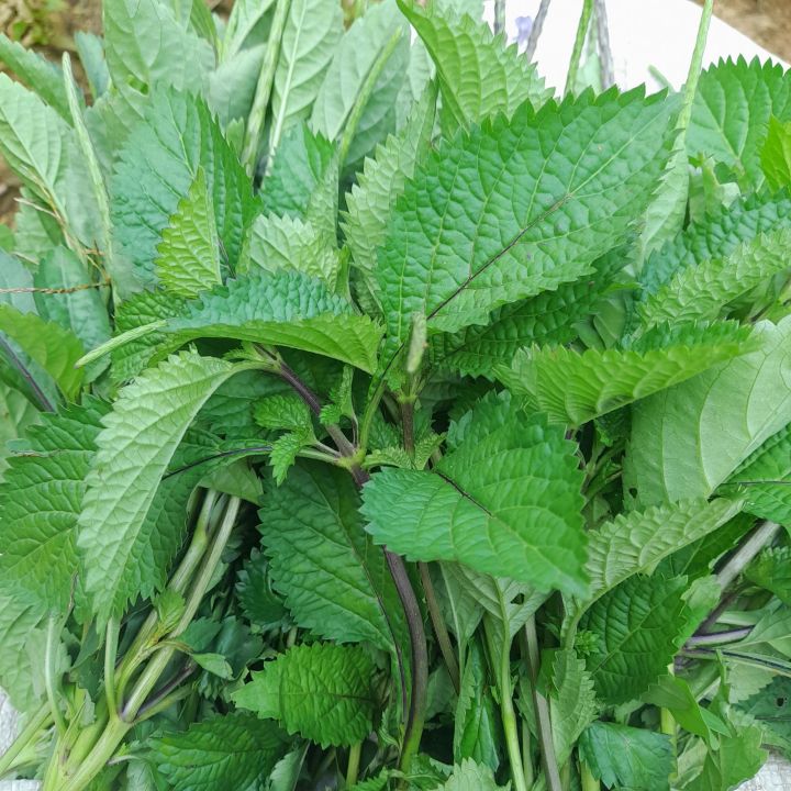 DAUN PECUT KUDA HERBAL DAUN PECUT KUDA SEGAR ATOU HERBAL DAUN JARONG ...