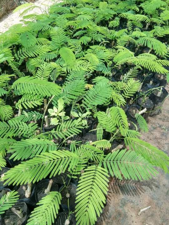 ชะอมไร้หนาม1ชุด10ต้นหรือหนามน้อยนิยม🪴ปักชำตัดยอดทานขายสร้างรายได้💓ปักชำ ...