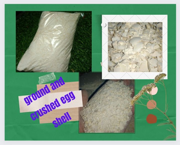 Ground and crushed Egg shells ( 1kilo/pack ) | Lazada PH