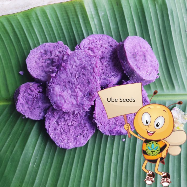 Ube Halaya Purple Yam 2 pcs. Seeds for Planting Pantanim | Lazada PH