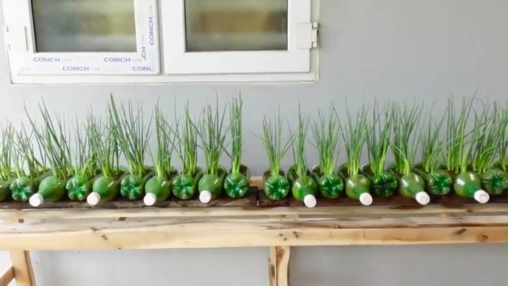 SULIT PACK! DAHON NG SIBUYAS/BUNCHING ONION (40pcs seeds) JACKOU ...