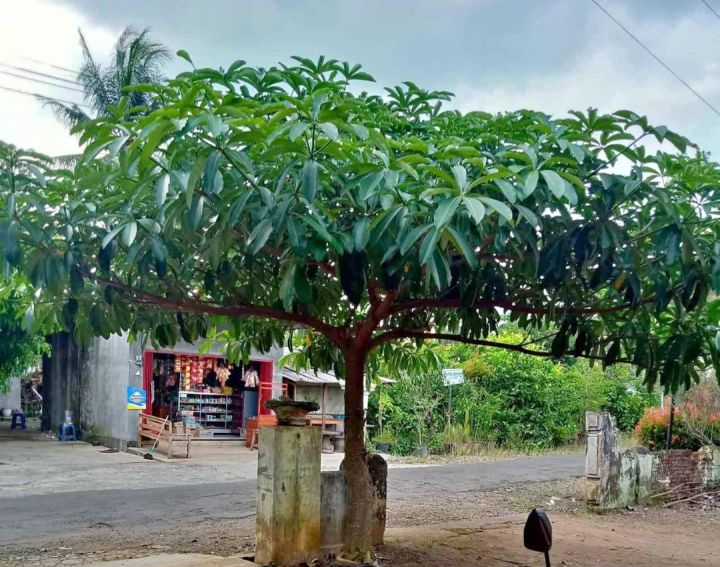 bibit pule rindang dan bahan bonsai | Lazada Indonesia