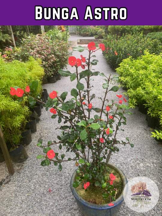 Euphorbia geroli / Pokok bunga astro / Mahkota merah tidak berduri | Lazada