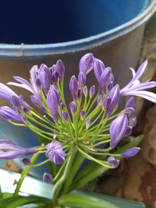 Pokok bunga blue nile lily, agapanthus | Lazada