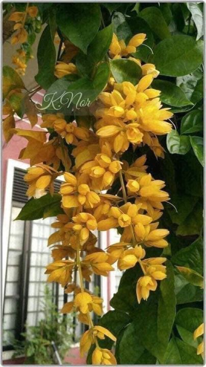 Pokok Bunga Noong Nooch vine Bunga Kuning Cantik memanjat indoor ...