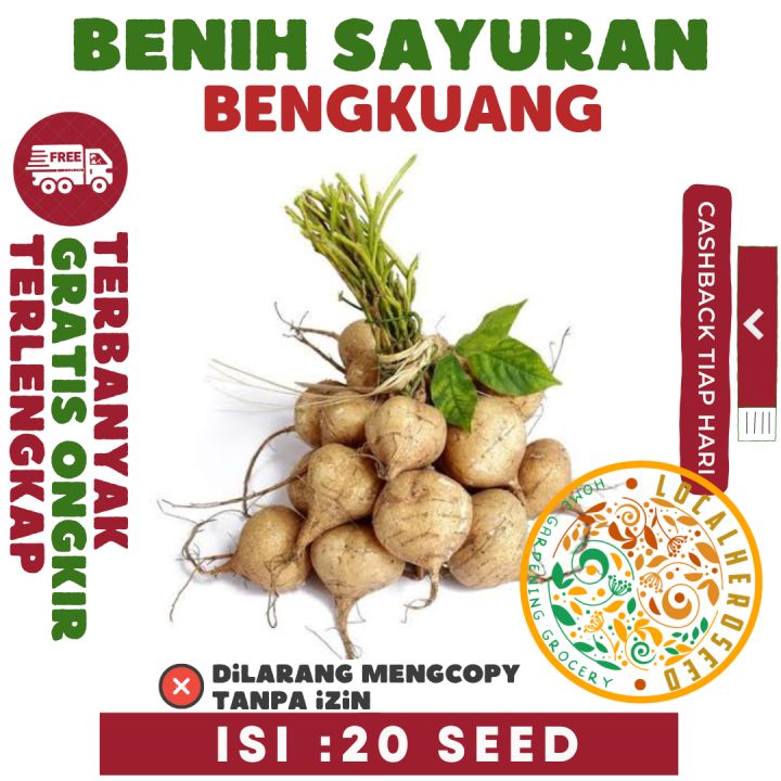 20 Bibit Buah Bengkoang Putih Super Benih Tanaman Buah Bengkuang ...