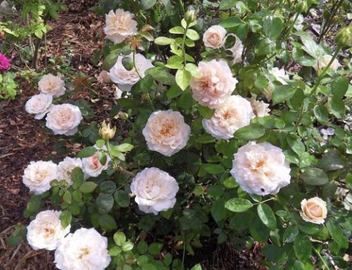 กุหลาบสีโอรสหอมAmbridge Rose แอมบริด | Lazada.co.th