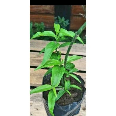 Serpentina/indian snakeroot/ Serpentine-wood | Lazada PH