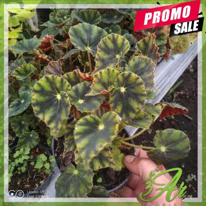TANAMAN HIAS BEGONIA TIGER CUP | Lazada Indonesia