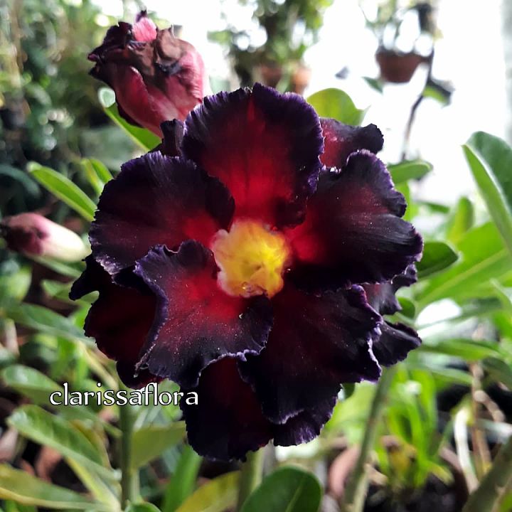 ( bisa cod ) promo tanaman hias adenium tumpuk black rahu | Lazada ...