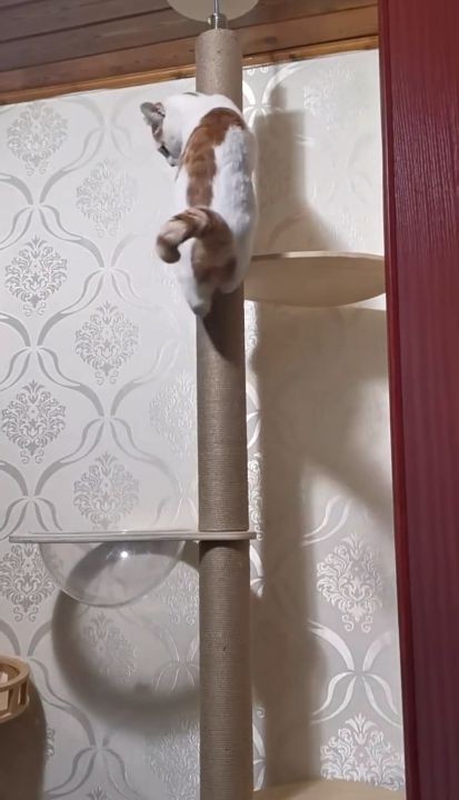 【Floor to Ceiling】Cat Scratching Tree Tower, Cat Tree Height Ceiling ...