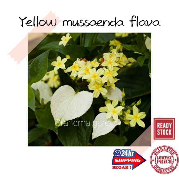 (GG real plant) yellow mussaenda flava ^ bunga janda kaya kuning dwarf ...