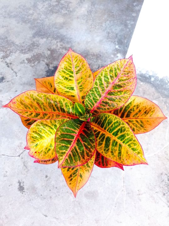 bibit tanaman hias bunga puring tornado daun lebar | Lazada Indonesia