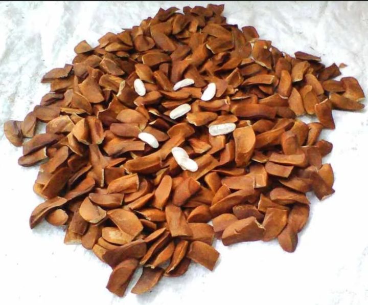 THENKAI /SKY FRUIT SEED/தேன் காய் / Buah Tunjak Langit 100G | Lazada