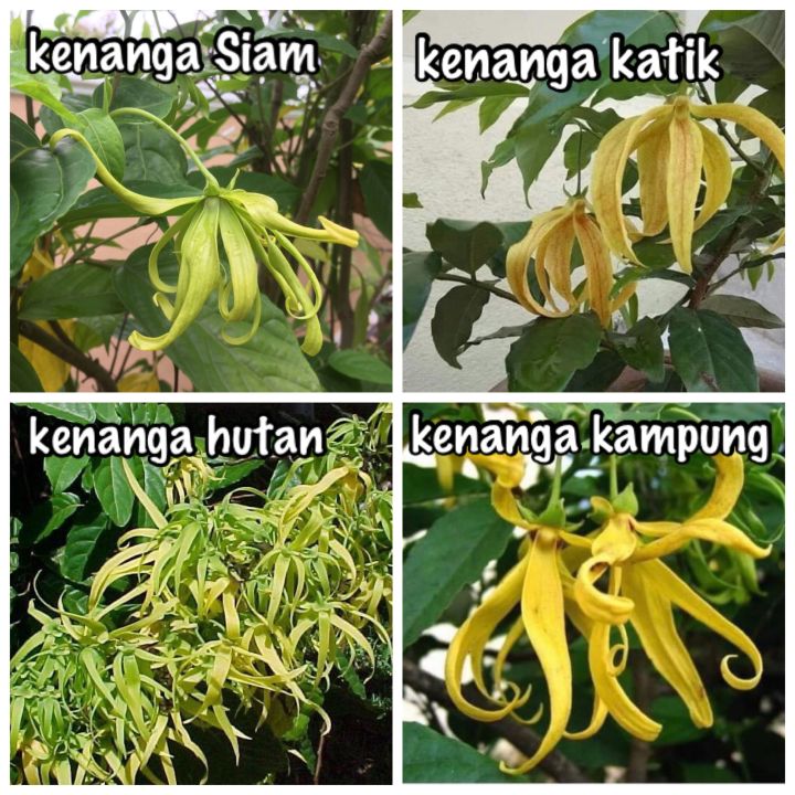 Pokok bunga wangi kenanga @ ylang ylang jenis katik/dwarf, Siam, kampung dan hutan | Lazada