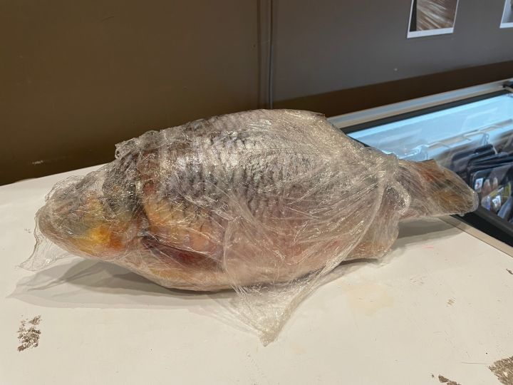 IKAN TENGALAN SARAWAK 1.65kg-1.75kg (丁加兰)( WILD )- ( PURCHASE RM600 and ...