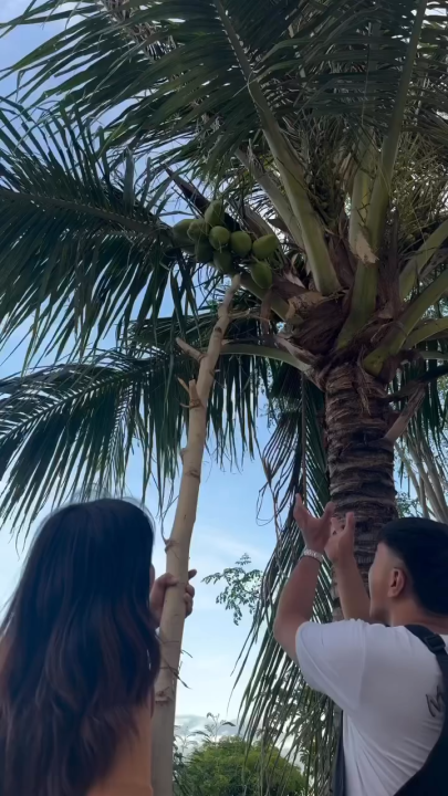 NOBO Coconut Milk 1L – Dairy-Free Coconut Milk for Baristas | Vegan ...