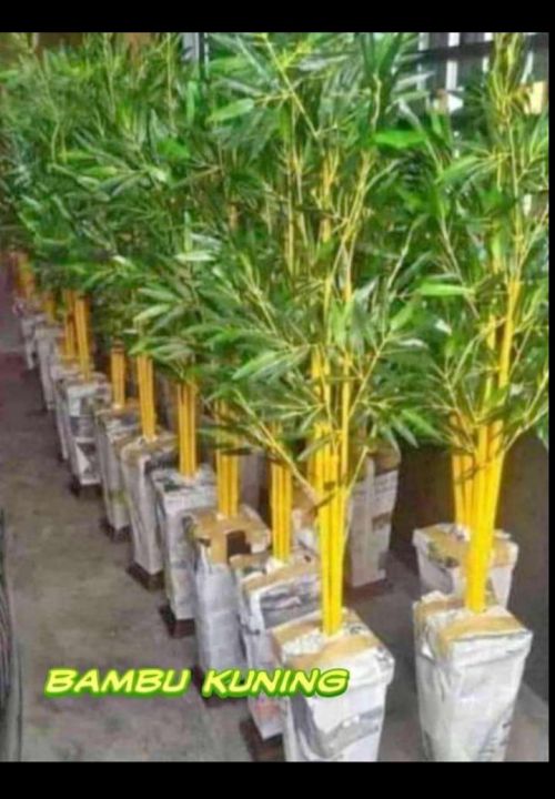 Bibit Tanaman Hias Bambu Kuning Steek Batang Termurah tanaman hias ...