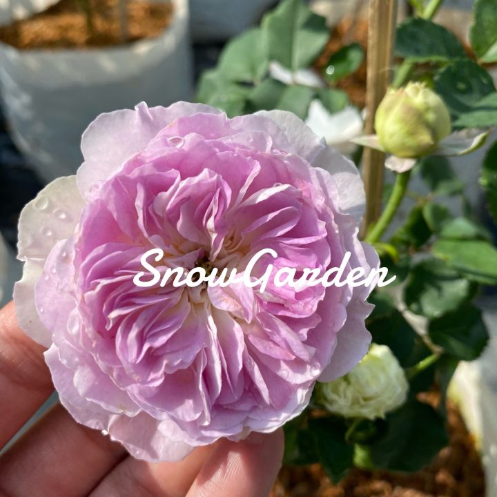 กุหลาบ 🌹 บลูมูนสโตน Blue Moon Stone หลิ่นหอม น้ำหอม (ติดตูม) | Lazada.co.th