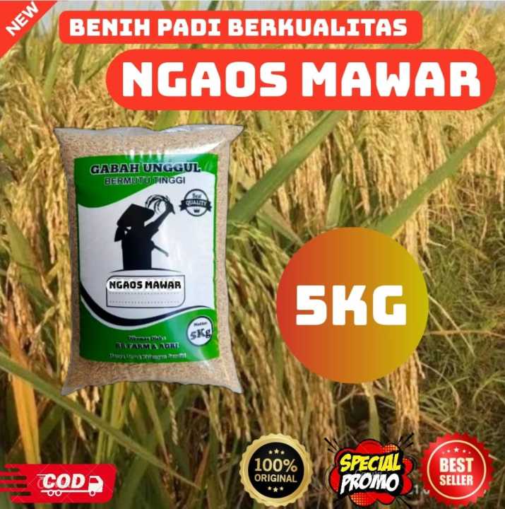 Benih padi unggul Ngaos mawar Kemasan 5kg 100% original | Lazada Indonesia